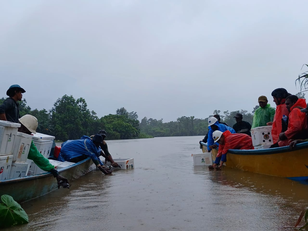 4.605 Labi-labi Moncong Babi Dilepasliarkan di Hutan Adat Nayaro ...